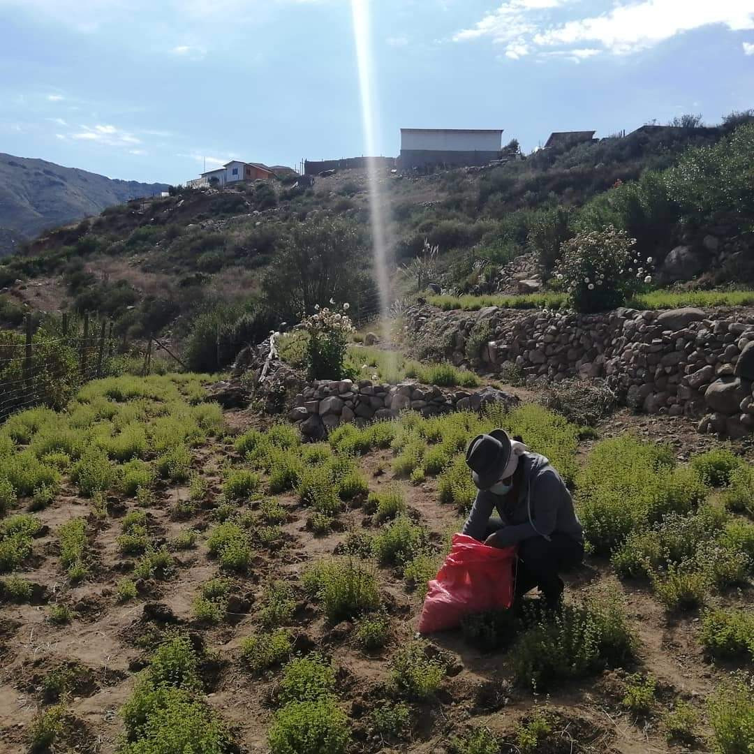 Amarka Lodge Socoroma